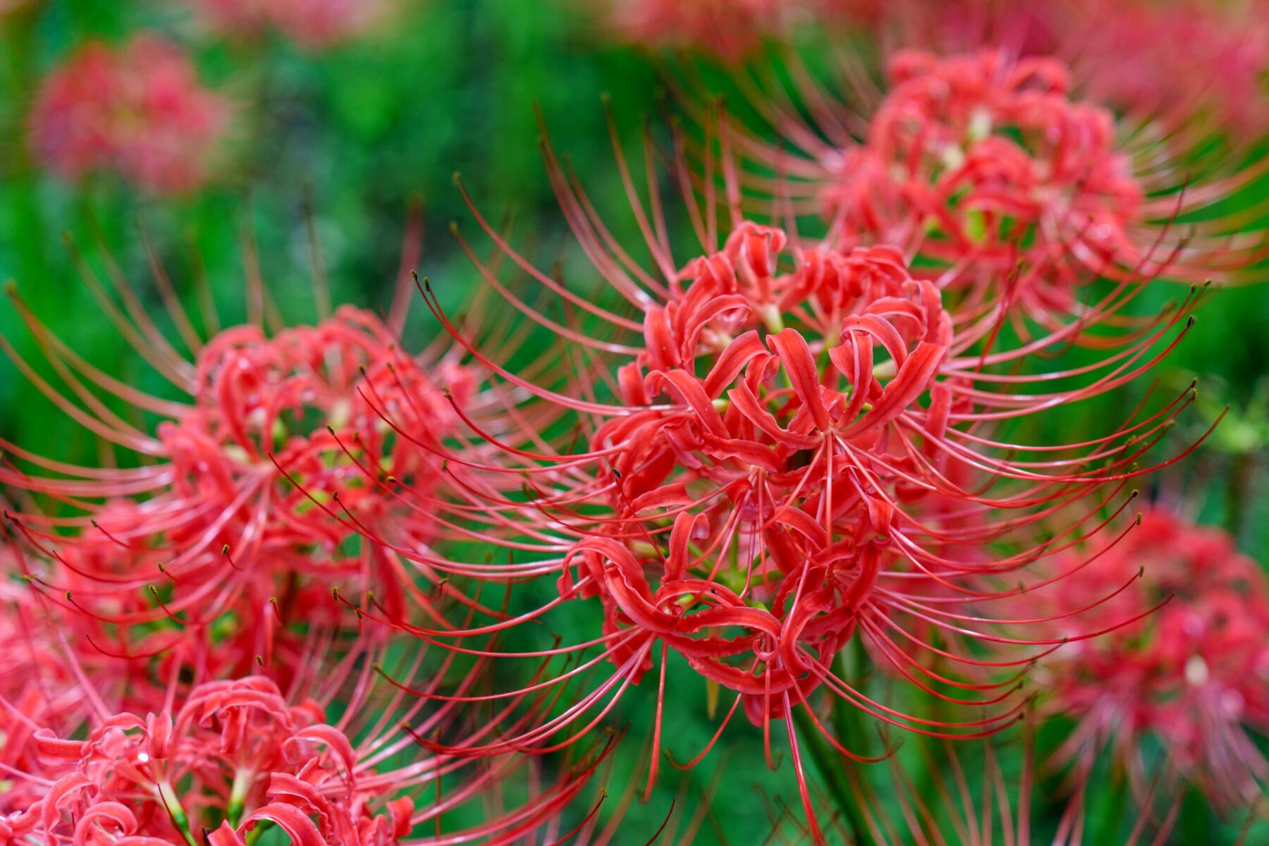 巾着田の曼珠沙華まつりに行ってきた！500万本の彼岸花をα7IVで撮る ｜旅ブログ enucla